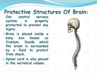 Control and Coordination | PPTX