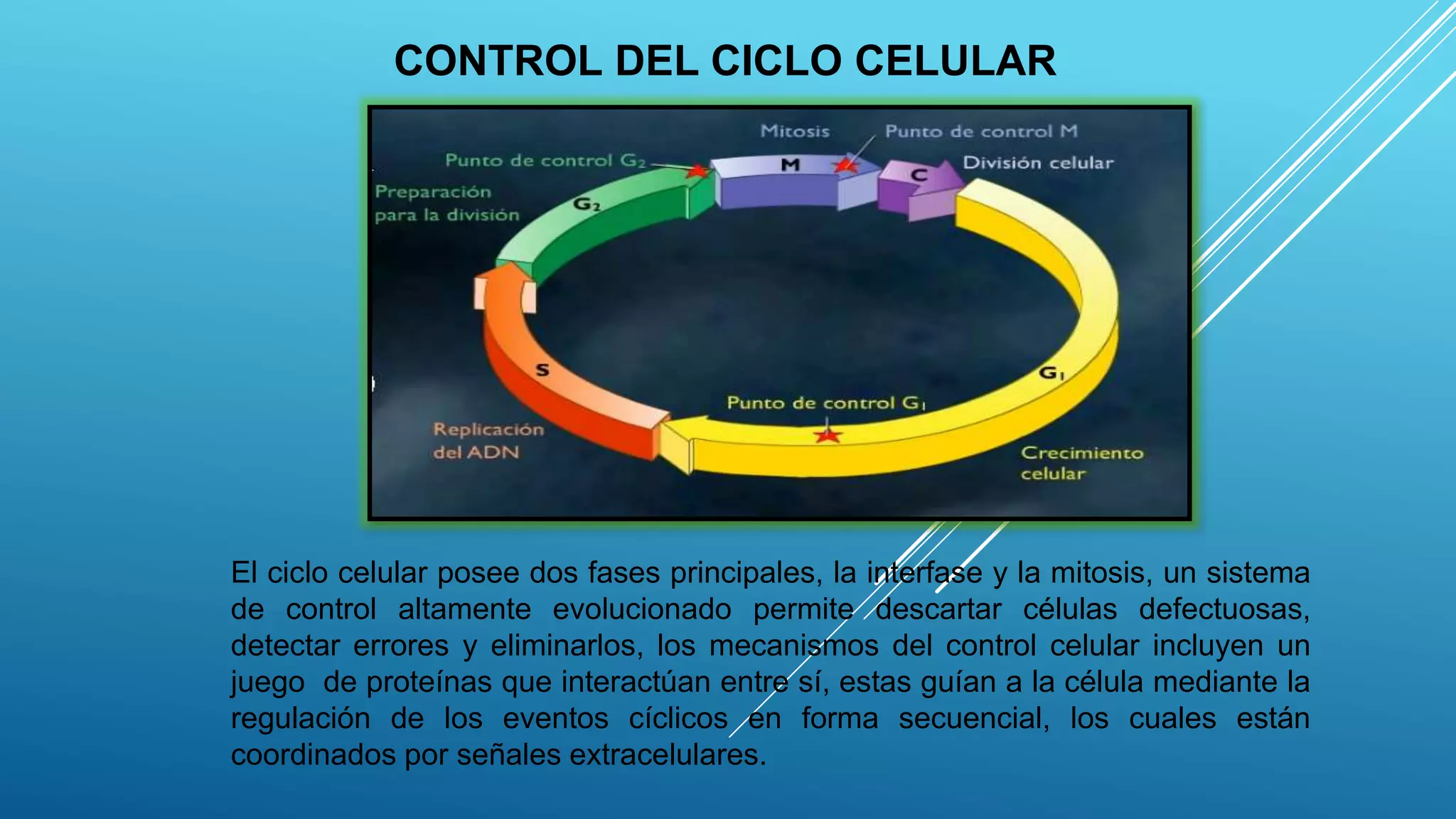 Control del-ciclo-celular | PPTX