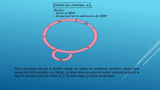 Control del-ciclo-celular | PPTX