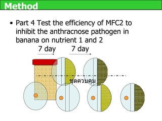 Control of Anthracnose of banana (Kluai Khai) by the biofumigant fungus Muscodor albus strain ...