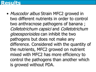 Control Of Anthracnose Of Banana (Kluai Khai) By The Biofumigant Fungus ...