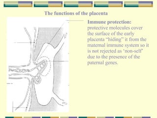 Control Of Human Reproduction | PPT
