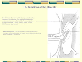 Control Of Human Reproduction | PPT