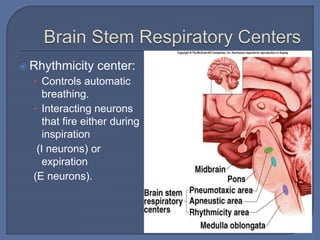 Control of Ventilation /Lung Physiology by Nahid Sherbini | PPTX