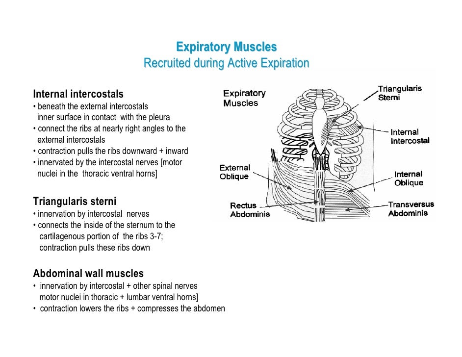 Control%20of%20 Breathing