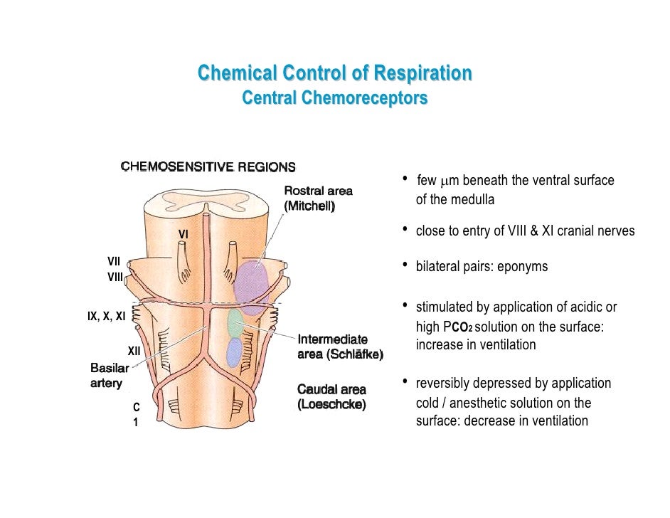 Control%20of%20 Breathing