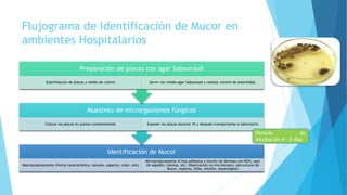 Control Ambiental Epidemiológico para Mucor spp.pptx