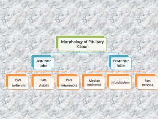 Control and co-ordination of body (neuro) | PPTX