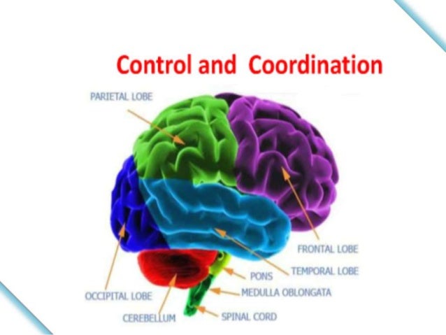 Control and coordination