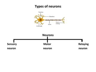 Control and coordination | PPT