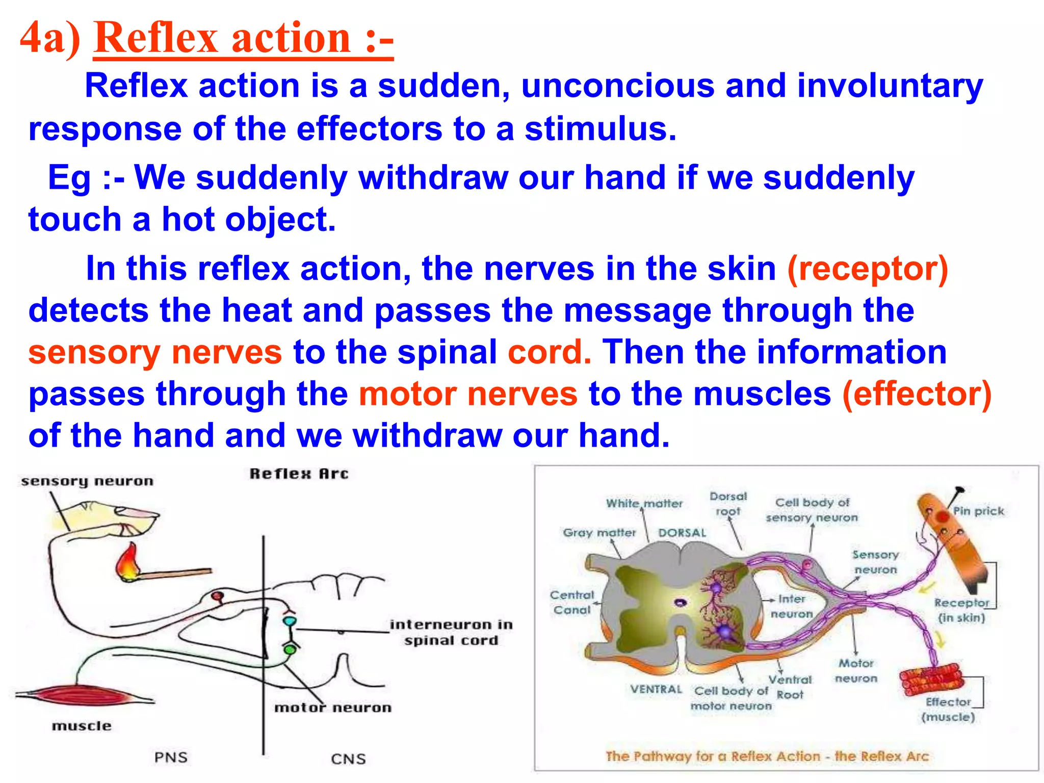 Control and coordination.ppt