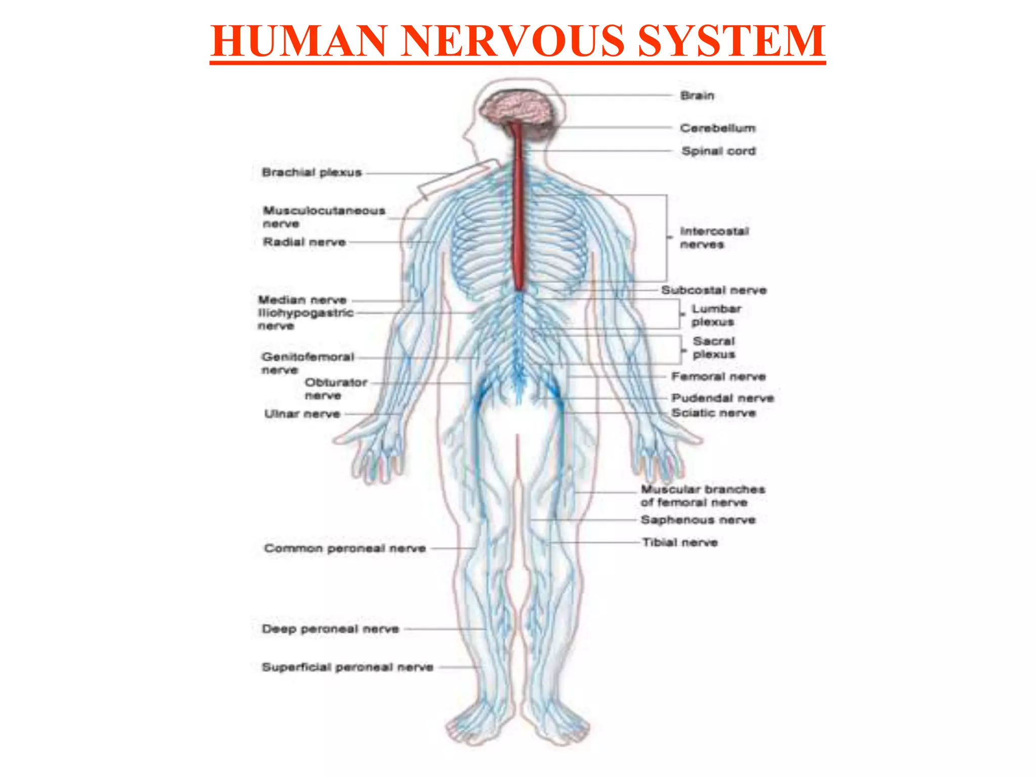Control and coordination.ppt