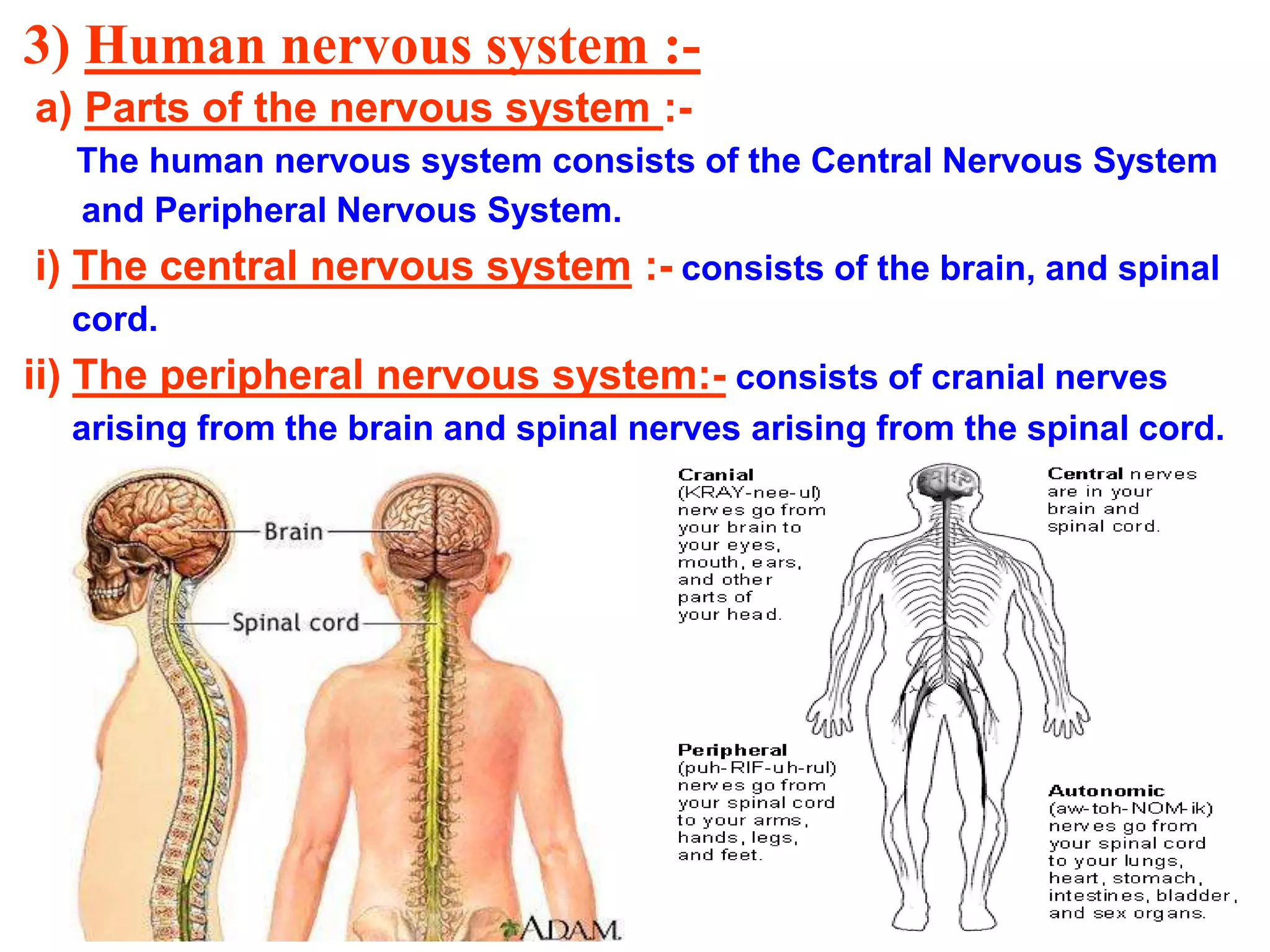 Control and coordination.ppt