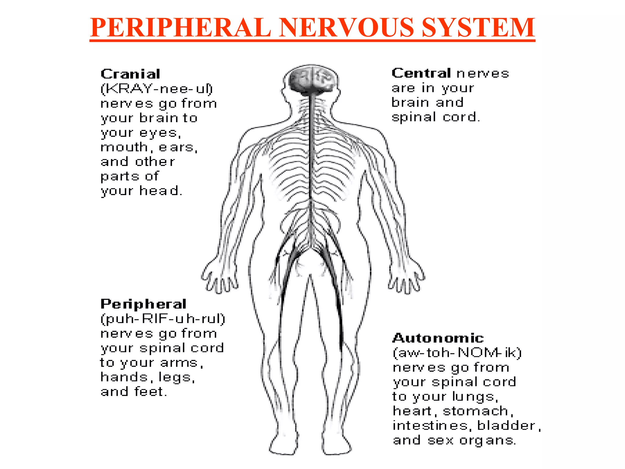 Control and coordination.ppt