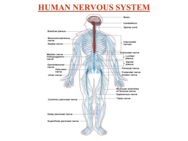 Control and coordination.ppt | Brain and Nervous System Disorders ...