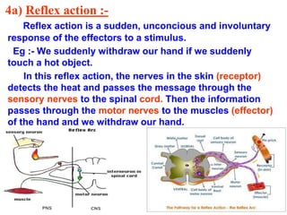 CONTROL AND COORDINATION.ppt.pptx