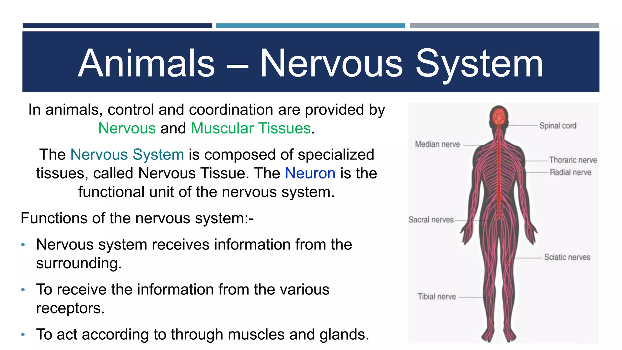 Control and Coordination.pptx