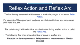 Control and Coordination.pptx