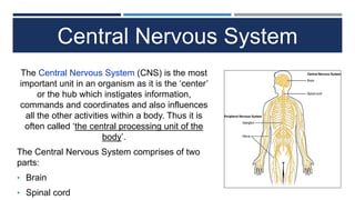 Control and Coordination.pptx