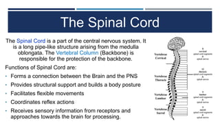 Control and Coordination.pptx