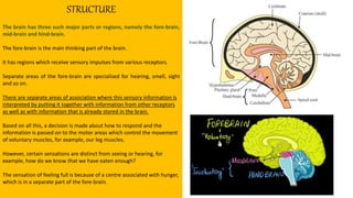control and coordination class 10 biology | PPTX