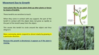 control and coordination class 10 biology | PPTX