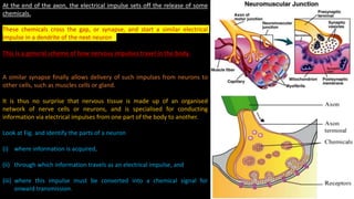 control and coordination class 10 biology | PPTX