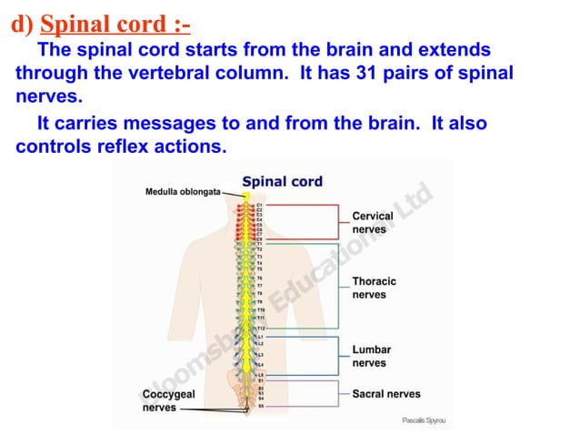 CONTROL AND COORDINATION class 10.ppt.pptx | Brain and Nervous System Disorders | Diseases and ...