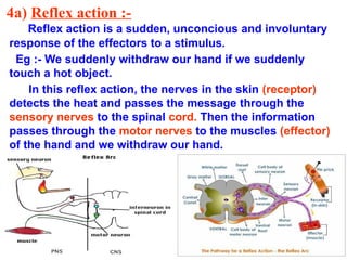 CONTROL AND COORDINATION class 10.ppt.pptx