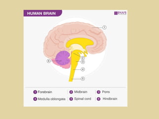 10th CLASS CONTROL AND COORDINATION NERVOUS SYSTEM AND HORMONES | PPTX