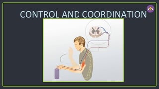 chapter Control and coordination class 10.pdf