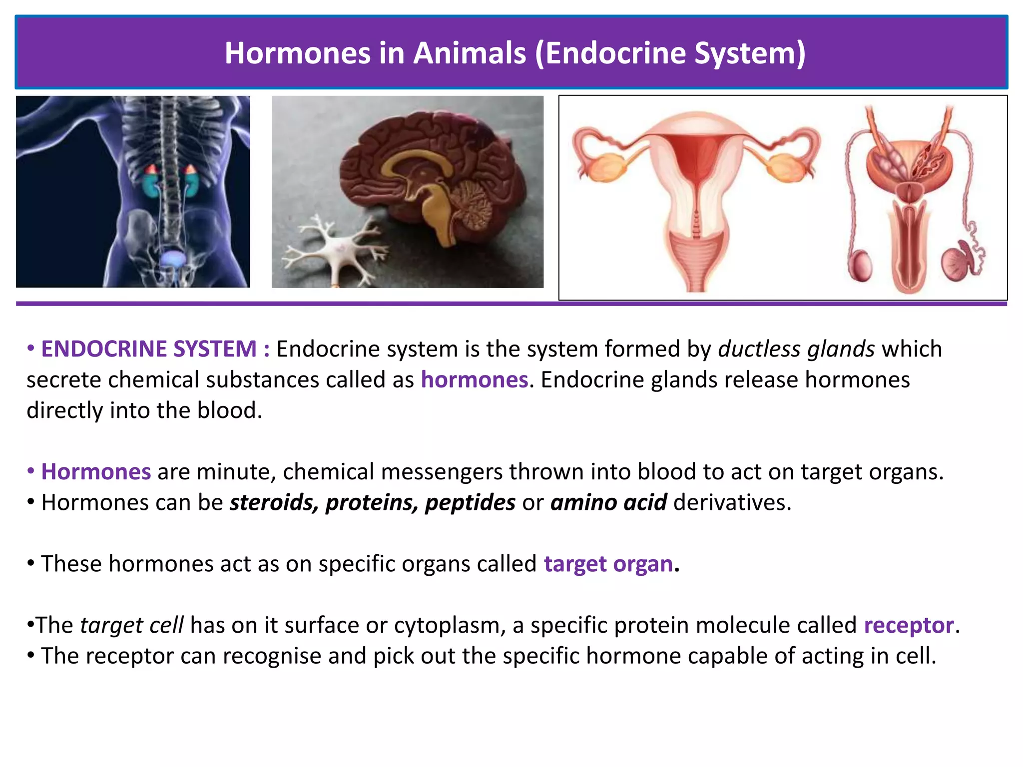 Endocrine System (Hormones in Animals/WBBSE)) | PPTX