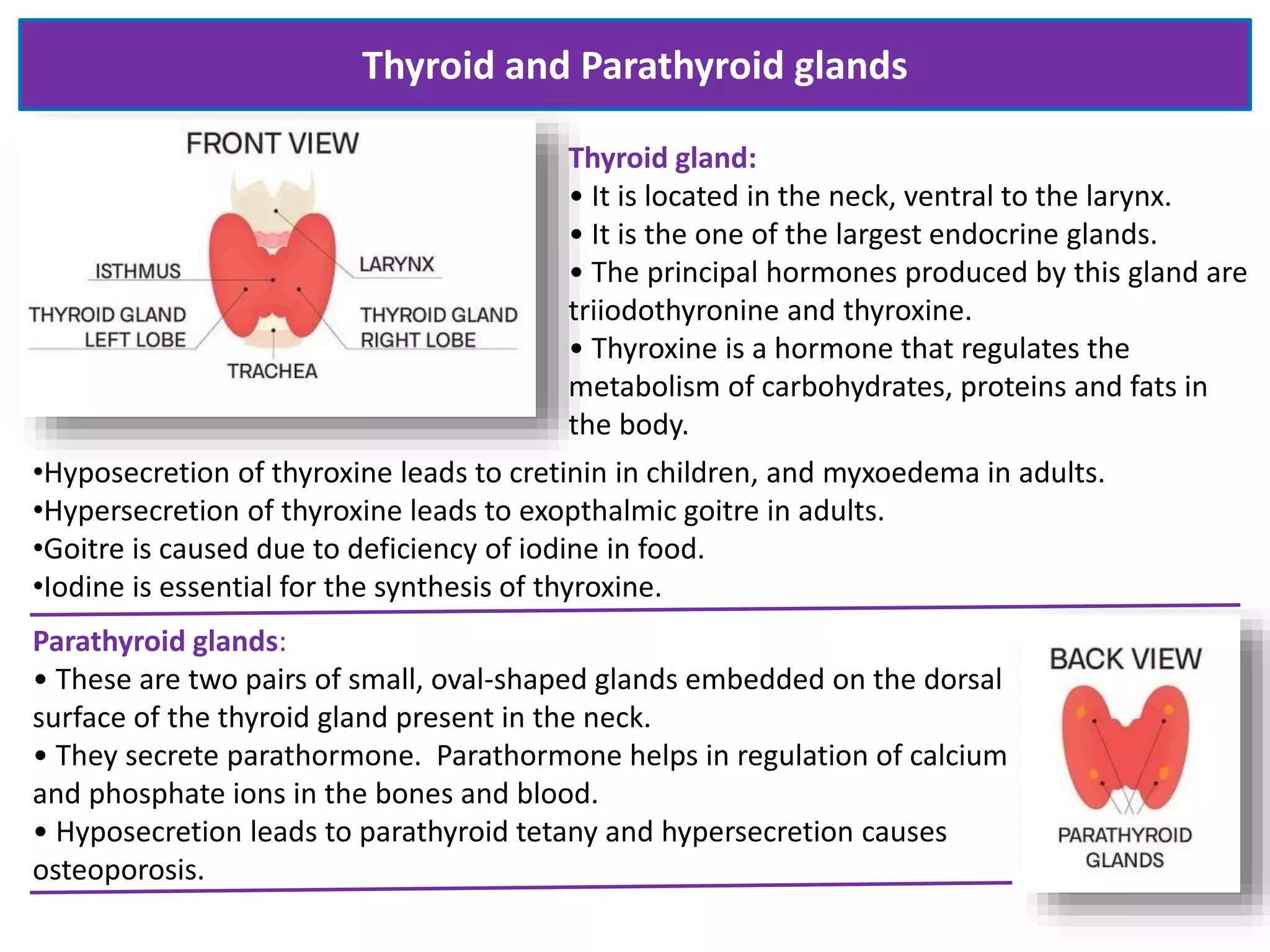 Endocrine System (Hormones in Animals/WBBSE)) | PPTX