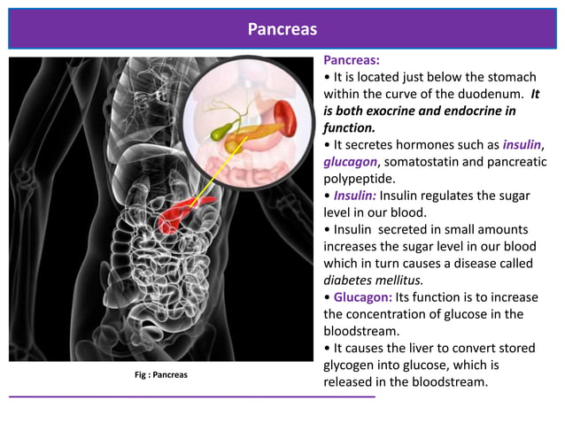 Endocrine System (Hormones in Animals/WBBSE)) | PPTX | Thyroid ...