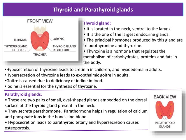 Endocrine System (Hormones in Animals/WBBSE)) | PPTX | Thyroid ...