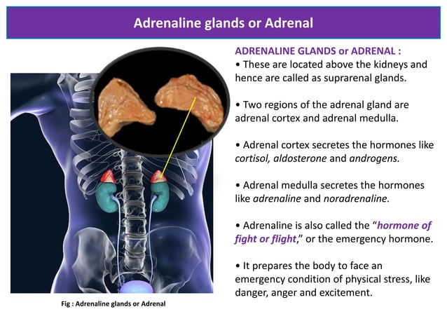 Endocrine System (Hormones in Animals/WBBSE)) | PPTX | Thyroid ...