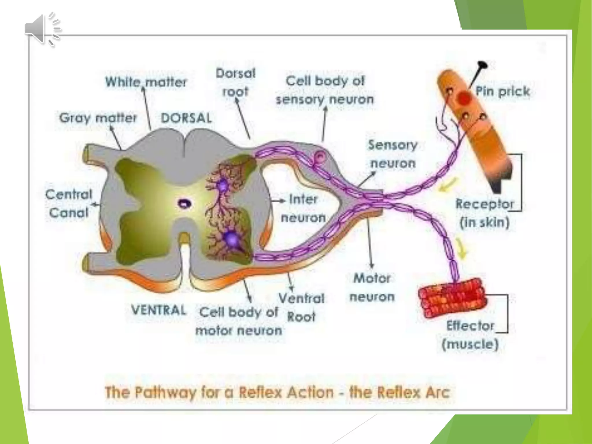 CONTROL AND COORDINATION class-10 chapter-7(bio).pptx