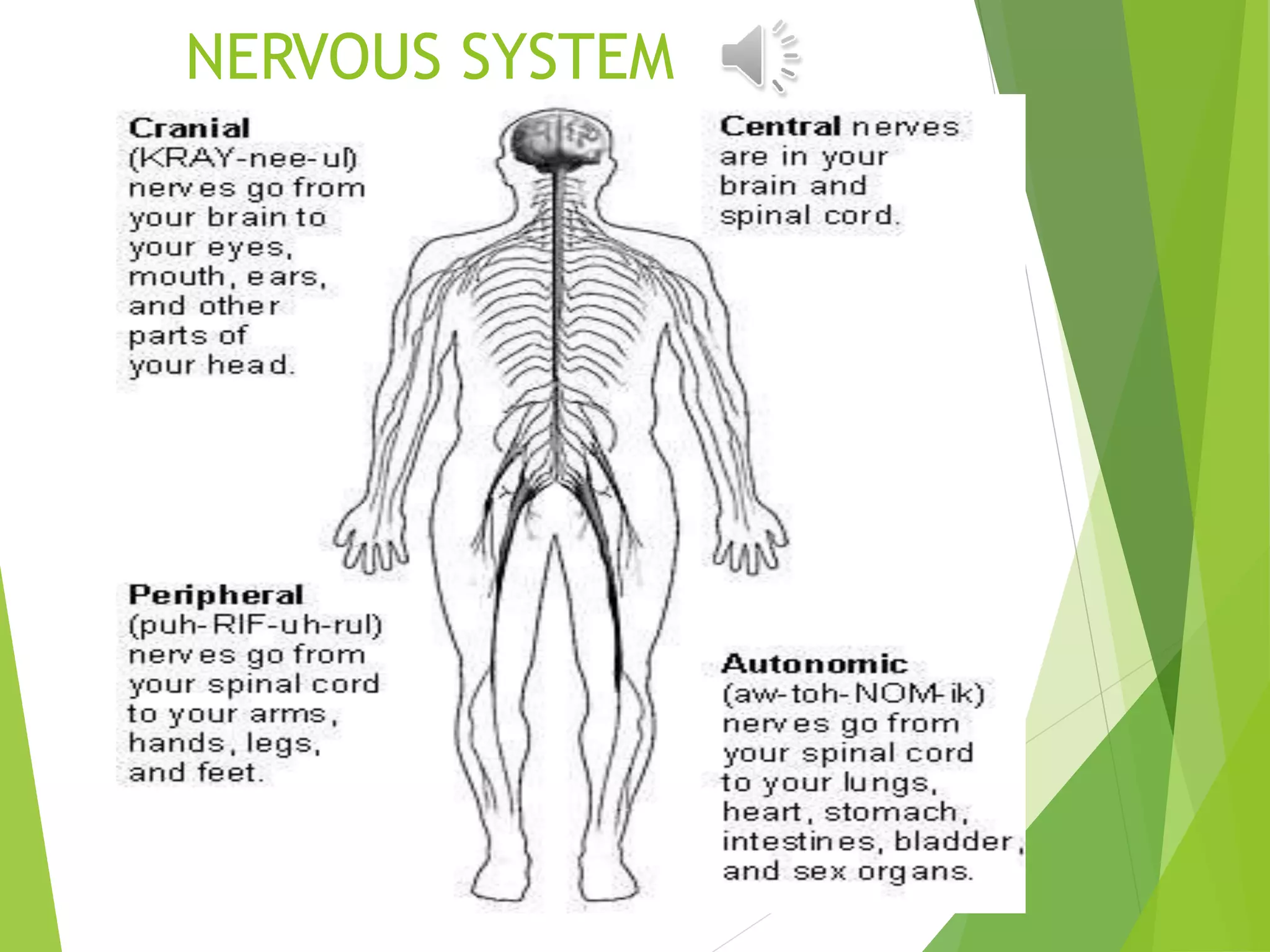 CONTROL AND COORDINATION class-10 chapter-7(bio).pptx