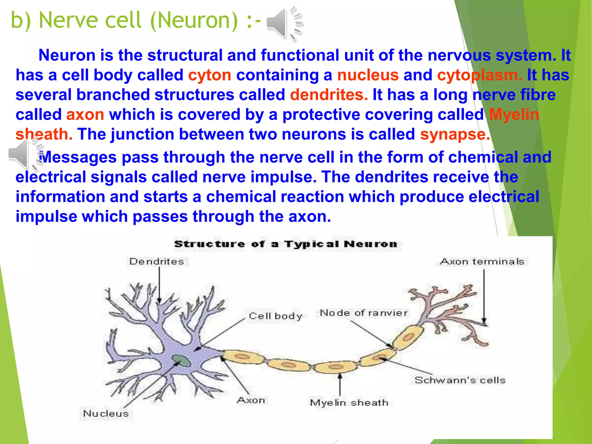 CONTROL AND COORDINATION class-10 chapter-7(bio).pptx