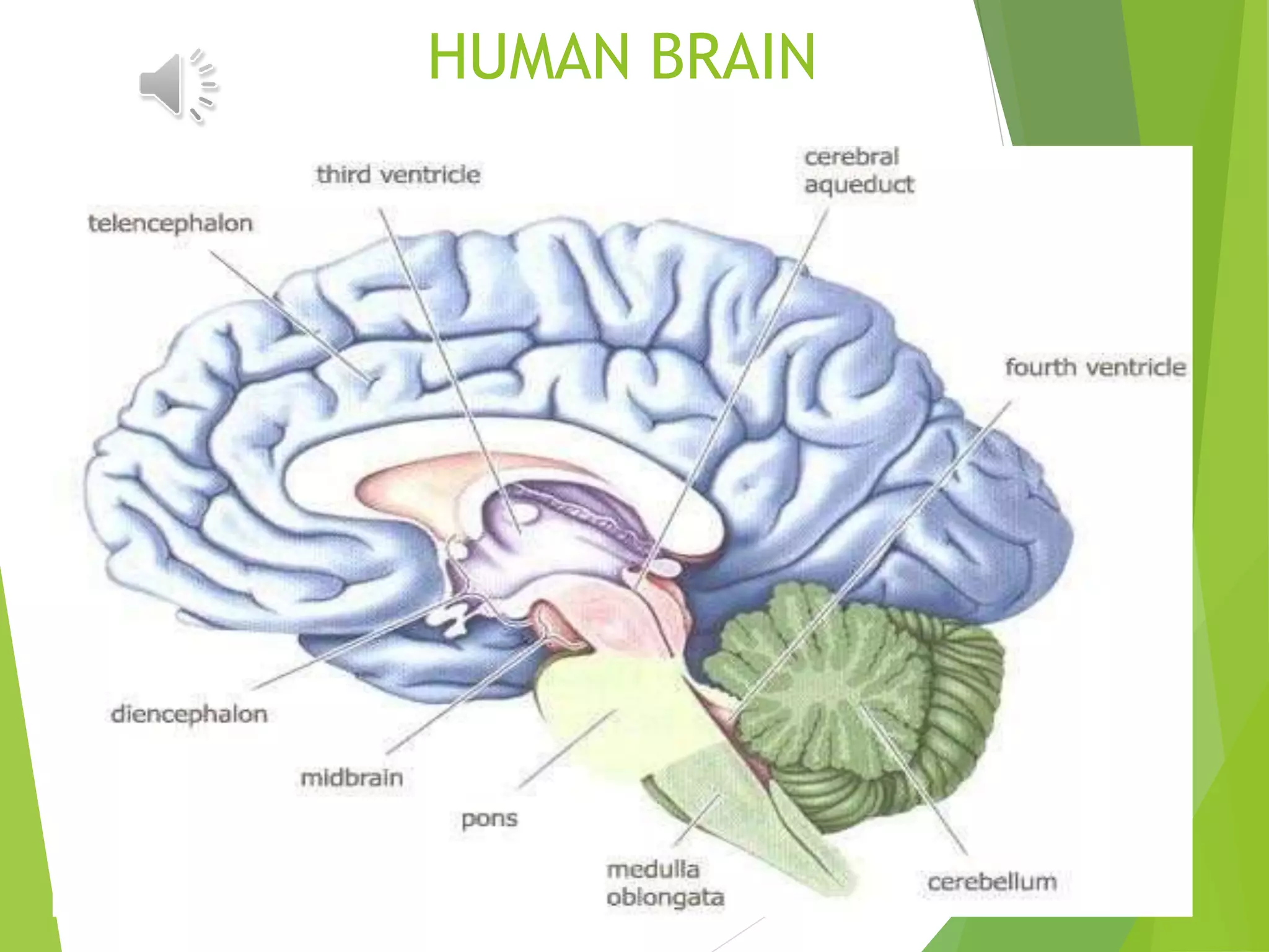 CONTROL AND COORDINATION class-10 chapter-7(bio).pptx