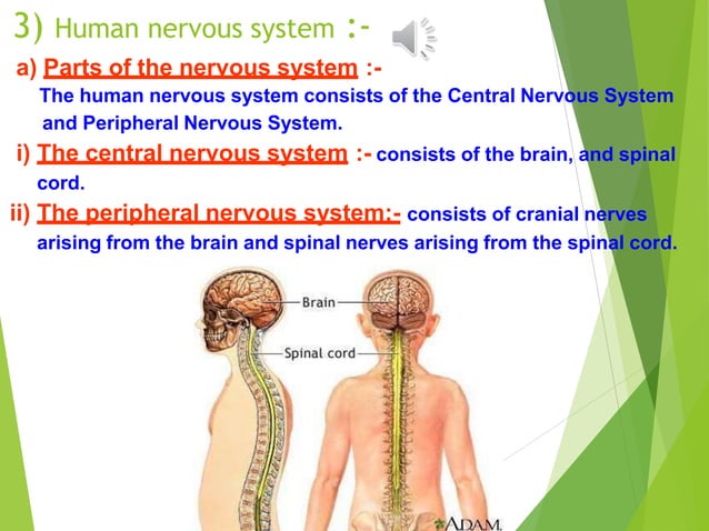 CONTROL AND COORDINATION class-10 chapter-7(bio).pptx