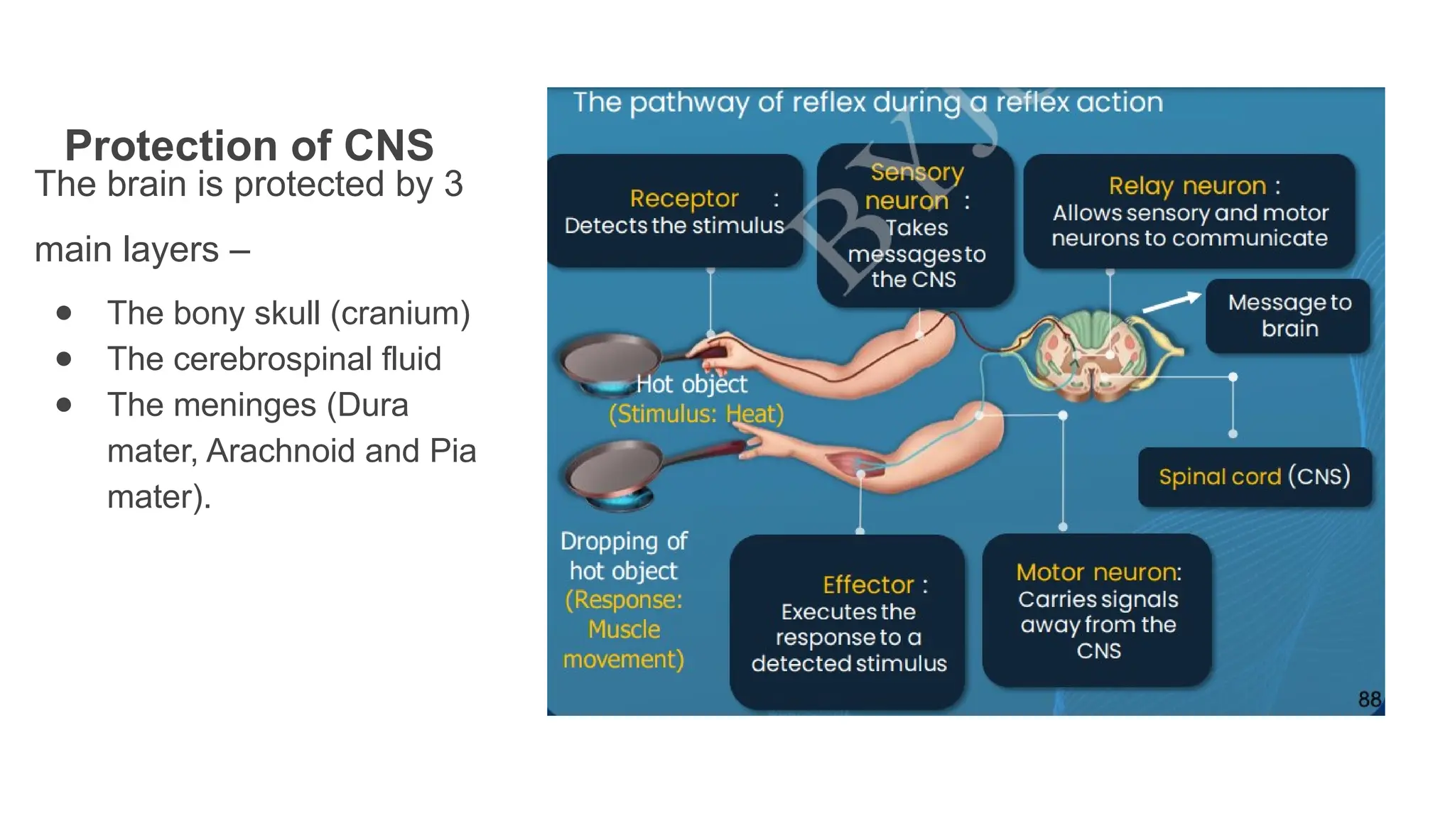 control and coordination class 10th.pptx
