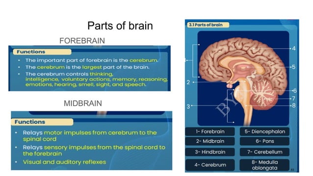 control and coordination class 10th.pptx