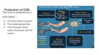 control and coordination class 10th.pptx