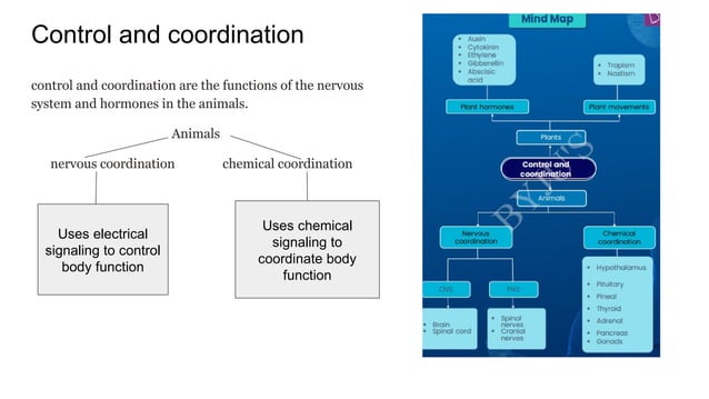 control and coordination class 10th.pptx