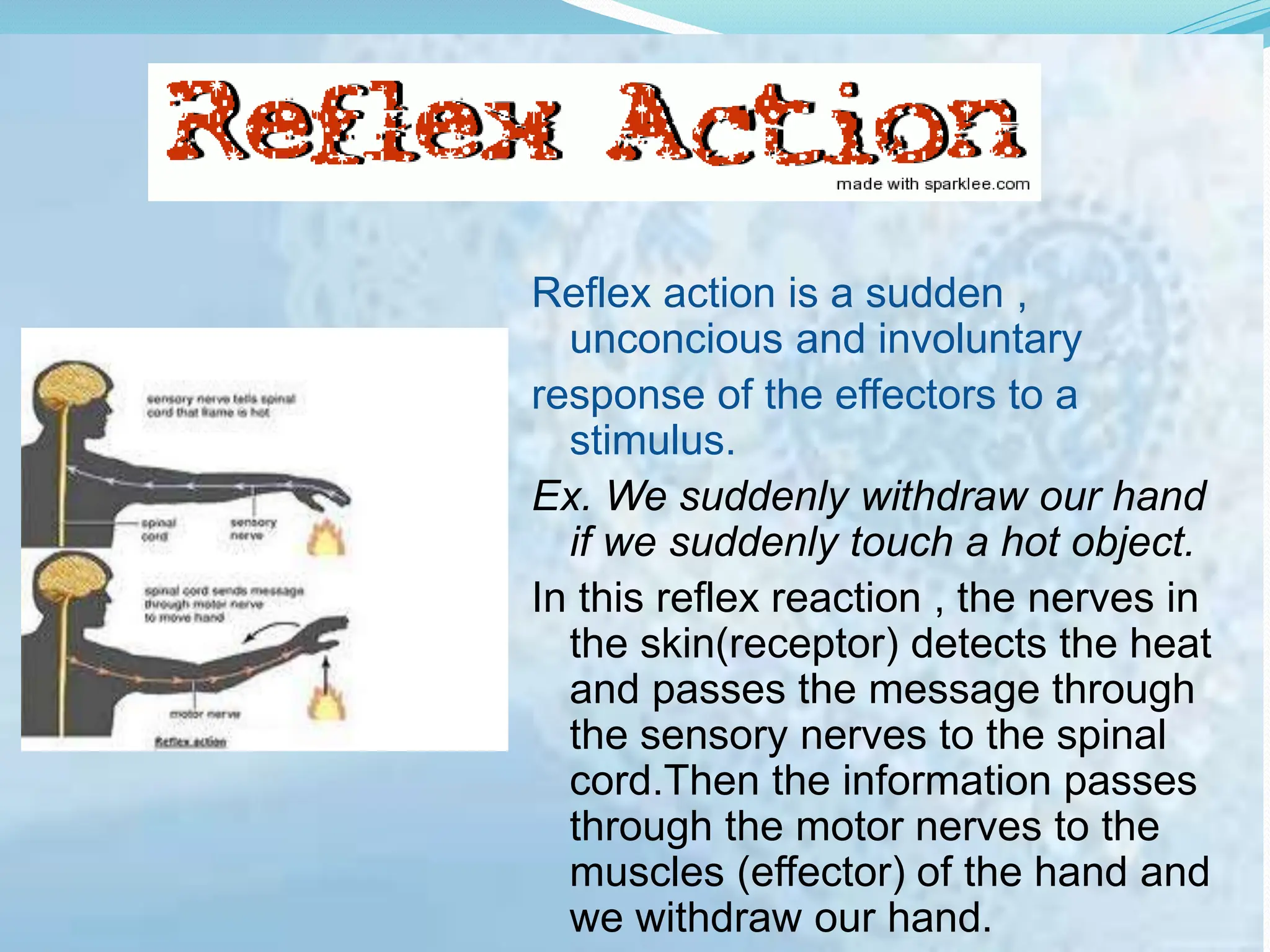 Control and Coordination in Animals .Part 1.pptx