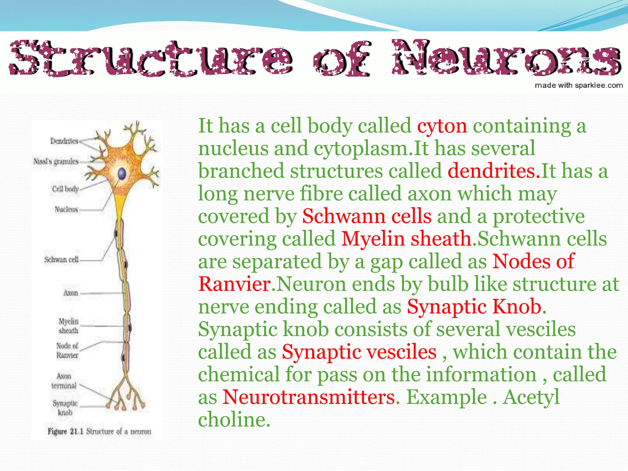 Control and Coordination in Animals .Part 1.pptx