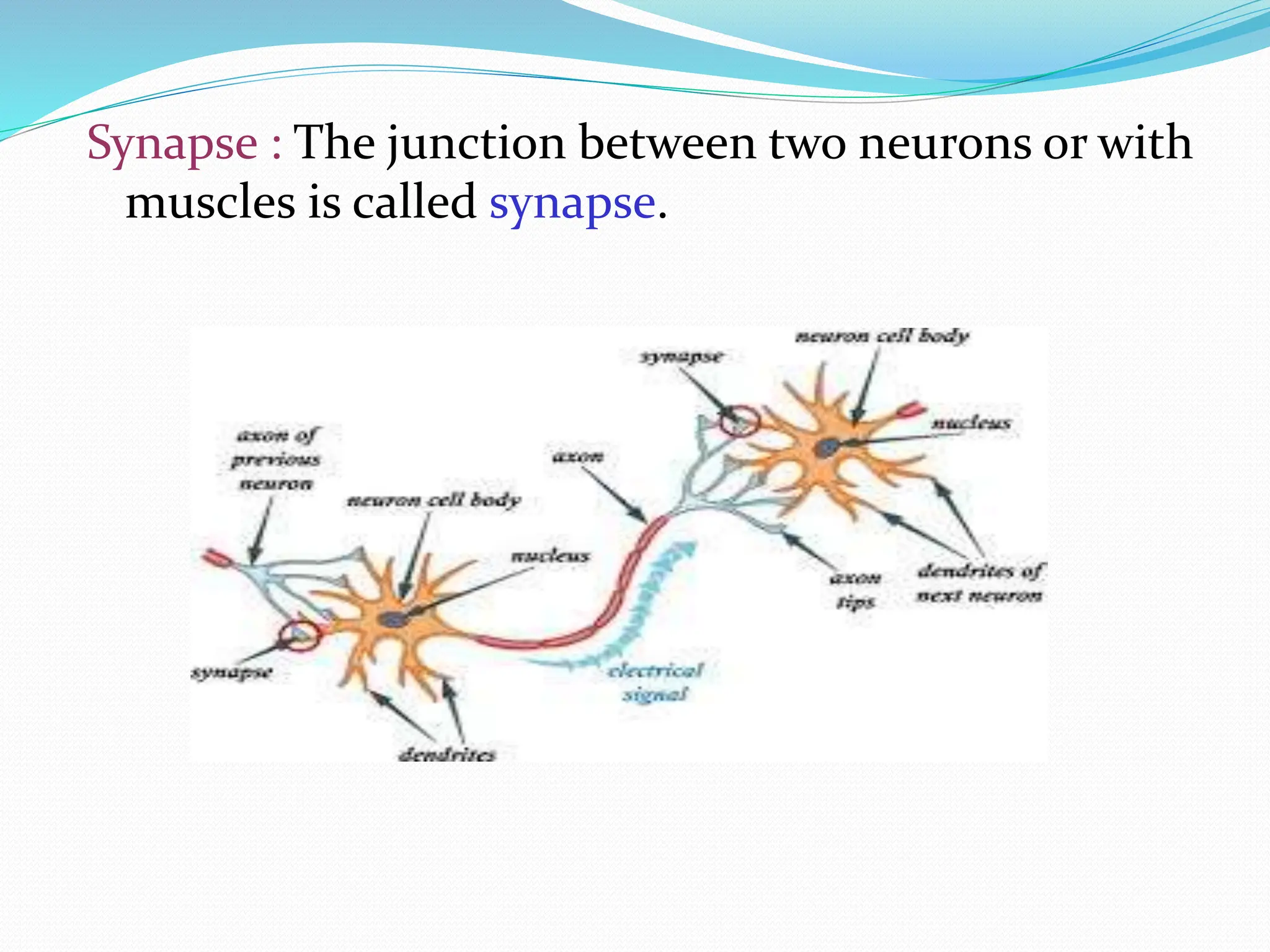 Control and Coordination in Animals .Part 1.pptx