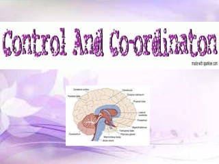 Control and Coordination in Animals .Part 1.pptx