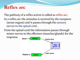 Control and Coordination in Animals .Part 1.pptx